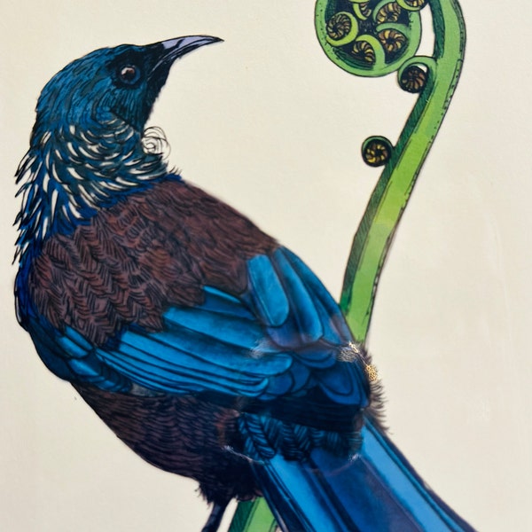 A3 Illustrated New Zealand Ruru Owl (morepork) Print - Etsy