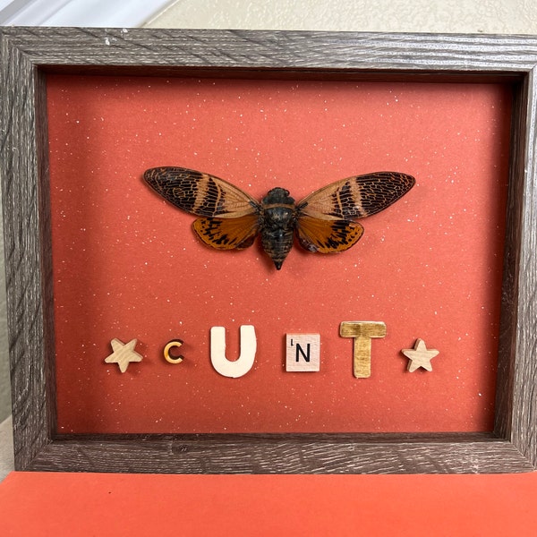 15 Real Assorted Beetles Bees Cicada Scorpion Butterfly Preserved ...