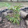 Angel Mist Bamboo - Dendrocalamus Minor 'amoenus' **NON-INVASIVE ...