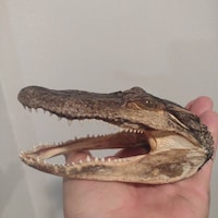 Strawberry Top Seashells clanculus Puniceus Craft Shells 1/23/4 5 ...