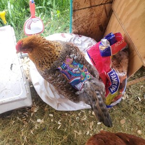 Chicken Diaper/ Hen Diaper/ Rooster Diaper/ Poultry - Etsy