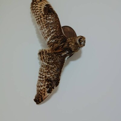 Silver Fox vulpes Vulpes Taxidermy Wall Mount Life Size - Etsy