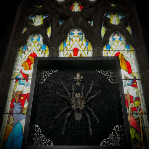 The GIANT Centipede scolopendra Subspinipes Framed & Mounted Arachnid ...