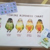 Conure Ripeness Chart Poster - Etsy