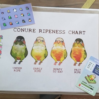 Conure Ripeness Chart Poster - Etsy