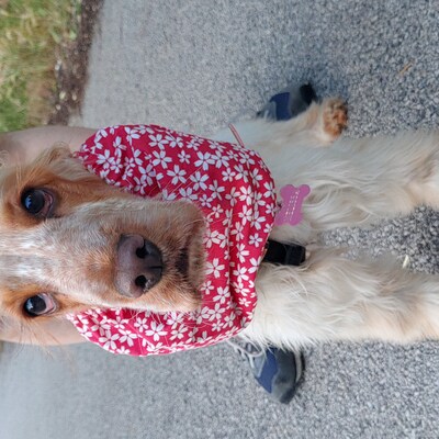 Waterproof Thick Dog Snood Swimming Cap for Dog Dog Hat - Etsy