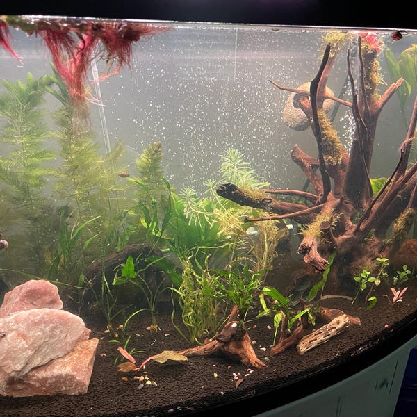 BUY 2 GET 1 FREE Weeping Moss! (vesicularia Ferriei)-easy Live Aquarium ...