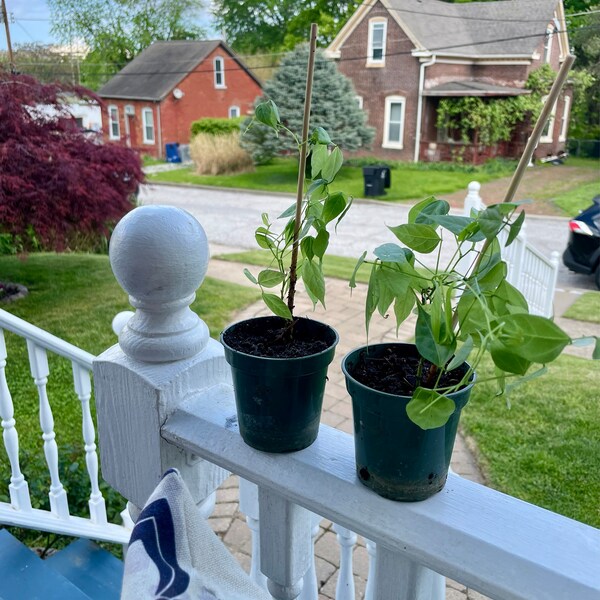 Aeolian Window Harp Rich Elegant Patagonian Rosewood Accented With ...