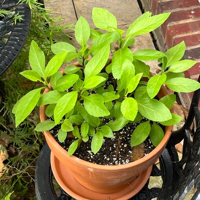 Iridescent Aqua Blue 'ruah' Breath of God Light Pearl - Etsy