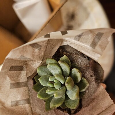 String of Little Pickles, Othonna Capensis ruby Necklace in 2 Inches ...