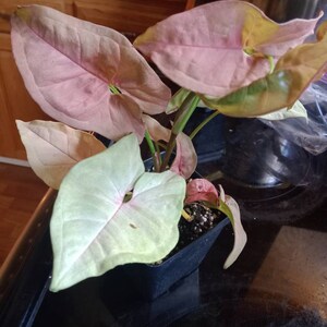 Begonia monica - Etsy