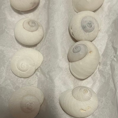 NEW for 2022 Two Hand-picked LARGE Apple Snail Shell in - Etsy