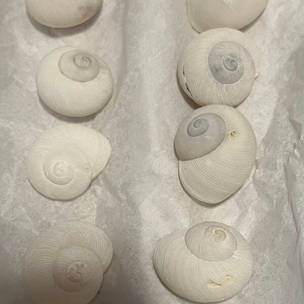 NEW for 2022! Two Hand-picked LARGE Apple Snail Shell in Handmade Jute ...