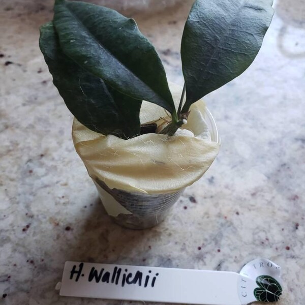 Hoya Cv. ‘crystal’ - Etsy