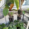 Live Colocasia "redemption", Elephant Ears Super Rare Starter Plant - Etsy