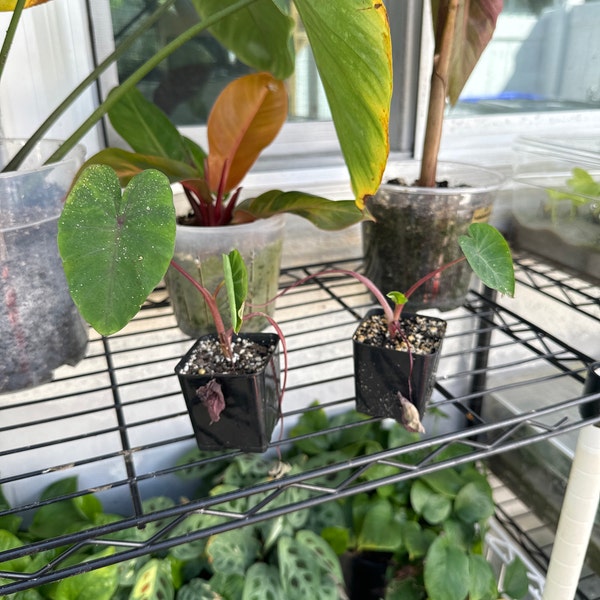 Live Colocasia "redemption", Elephant Ears Super Rare Starter Plant - Etsy