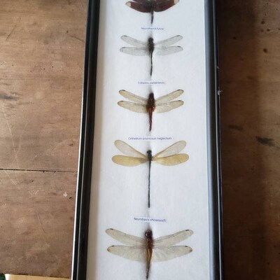 Five 5 Dragonfly Entomology Insect Taxidermy Display Frame, 14 X 6 In ...