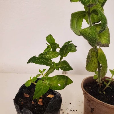 Green Tree Collard aka Tree Kale Perennial Green 30 Seeds - Etsy