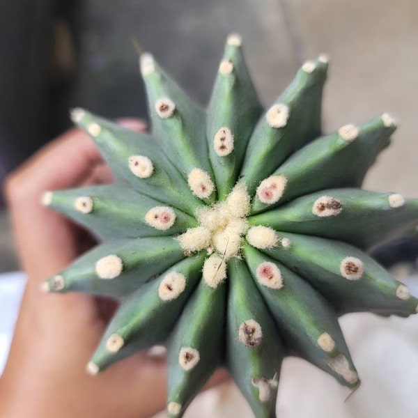 Rare Ferocactus Glaucescens Inermis Cactus, Spineless Live Plant (3 ...