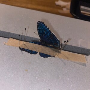 The Blue Buckeye Butterfly, Junonia Rhadama, Wings FOLDED or Mounted ...