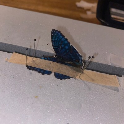 The Blue Buckeye Butterfly, Junonia Rhadama, Wings FOLDED or Mounted ...