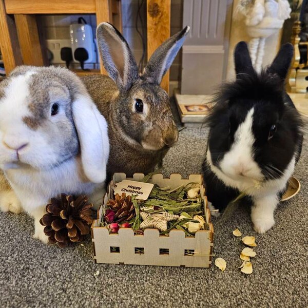 Flax Spray, Dried Flax Stems, Hamster Flax, Bird Flax, UK Farmer ...