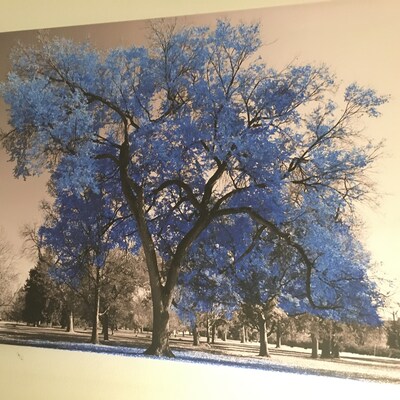 Large Blue Tree Black White Home Decor Nature Framed Canvas Print Wall ...
