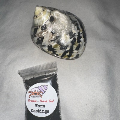 Magpie Turbo Shell Hermit Crab Shell select From Opening Sizes 1 1.75 ...