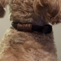 Blue Jean Dog Collar With Custom Engraving, Distressed Denim Dog Collar ...