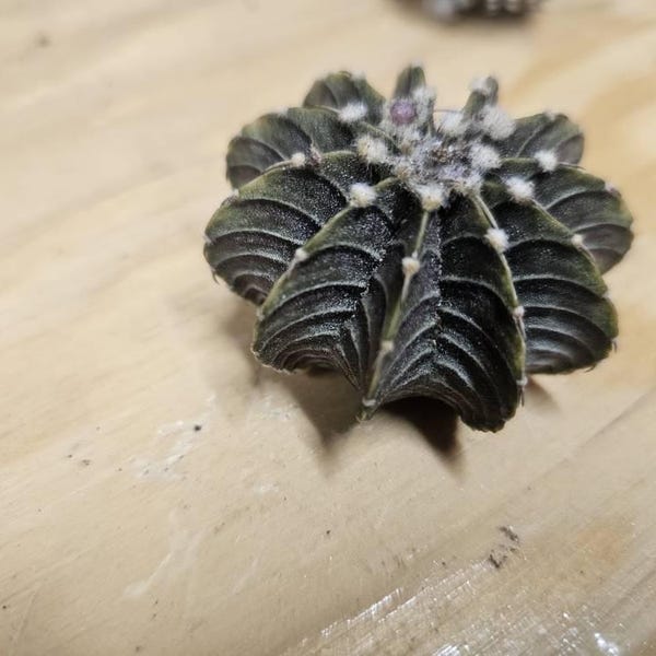 Rare Sansevieria Mini Boncel Succulent - Limited Supply 2" - Etsy