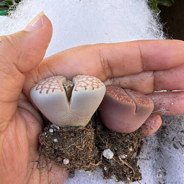 Beautiful, Quirky Lithops! Blooming Mesemb Succulents, Living Stones ...