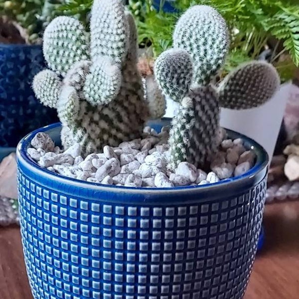 Bunny Ear Cactus: Angel Wings Succulent (2", 4", or 6" Pot) - Etsy