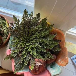 Nessastores Mexican Deep Sea Shell Beach Craft Scallop 2 - Etsy