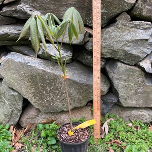 Cornus Sericea 'bergeson Compact' Dwarf Red Twig | Etsy