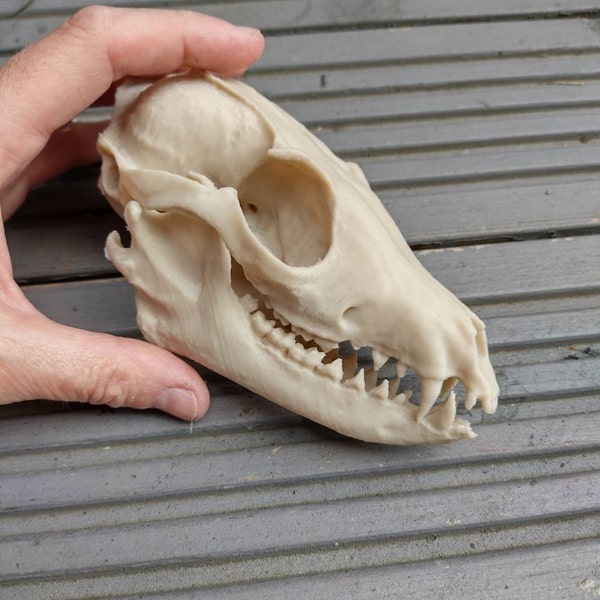 Red Fox Skull Life Size - 3D Printed Animal Replicas, Ideal Shelf ...