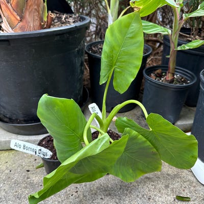Colocasia Maximus Gigante PP28,001 - Etsy