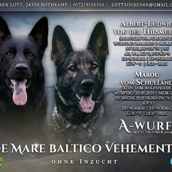 Labrador Retriever Advert for Breeders, Stud Dog Kennel Presentation ...