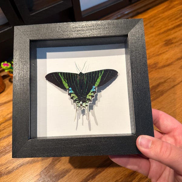 Rare Pink Tiger Moth Framed Taxidermy - Grammia Incorrupta - Etsy