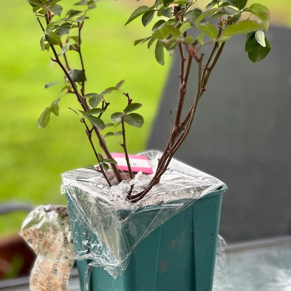 Chinese Julie. Climbing Rose Hanxian 涵仙，cut Rose. Highly Recommended ...