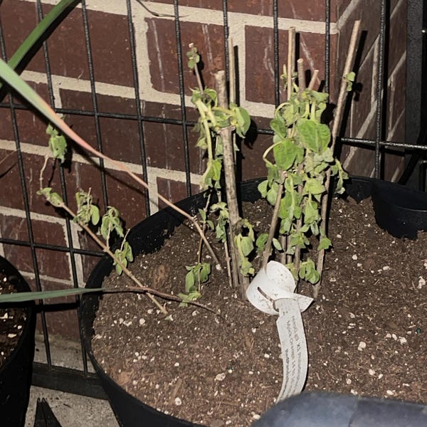 Coral Berry Shrub - Live Plant 12 to 14 Inches Tall. Bright Coral ...