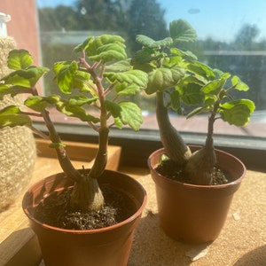 Bonsai Mint plectranthus Ernstii Caudex - Etsy