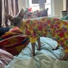 Sphynx Cat Clothes, Clothes, Long Sleeves Sphynx Cat Jumper, Sphynx ...