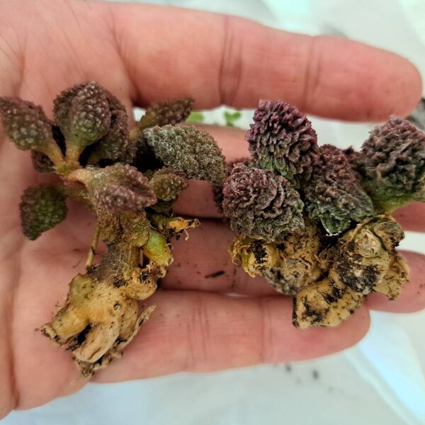 Dorstenia Lavrani Rare Succulent Imported From Korea Live Plant Live ...