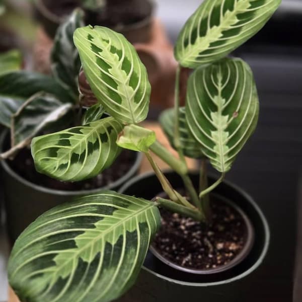 Scindapsus Mayari Variegated in a Nursery Pot | Rare Scindapsus Single ...
