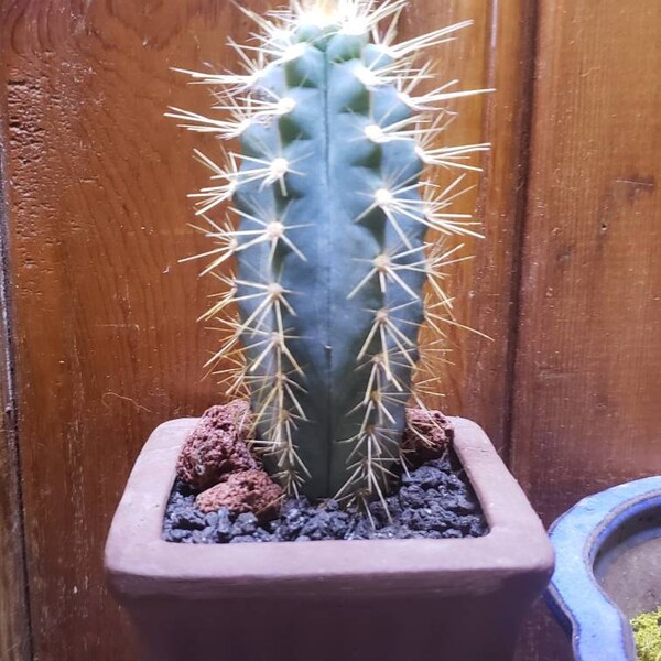 Blue Torch Cactus, Pilosocereus Azureus, Brazilian Blue Cactus, Live ...