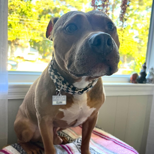 Orange and White Checkered Dog Collar, Martingale or Flat Collar, Dog ...