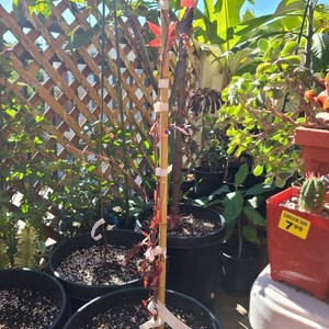 Bloodgood Japanese Maple 18/24 in an ABP Container - Etsy