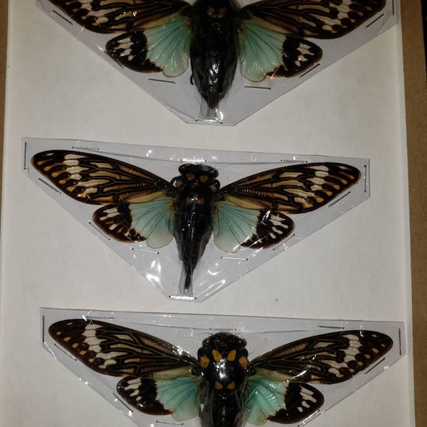 The Purple Spotted Swallowtail Butterfly - Graphium Weiskei - Dry ...