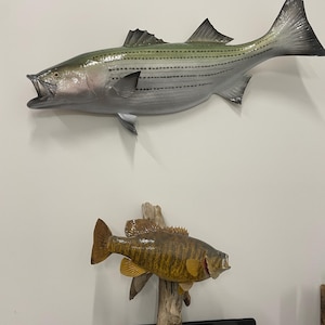 50 Barracuda Half Sided Fish Mount - Etsy