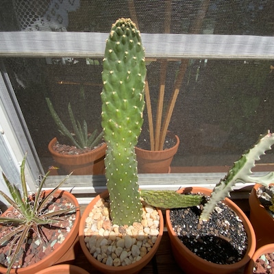 Road Kill Cactus, Opuntia Rubescens, Consolea Rubescens, Live Plant ...